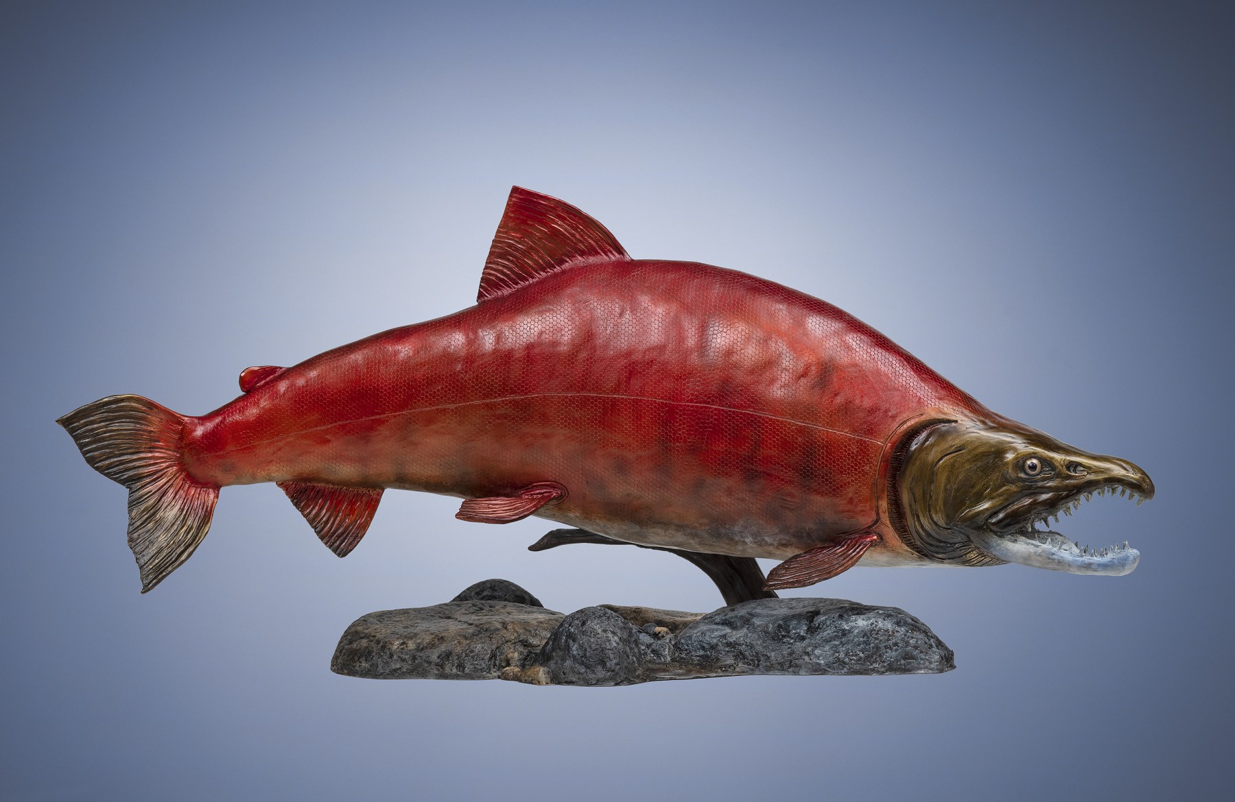 Wildlife – Fred Boyer