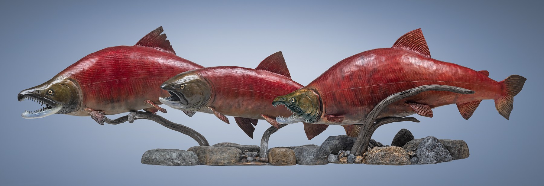 Wildlife – Fred Boyer